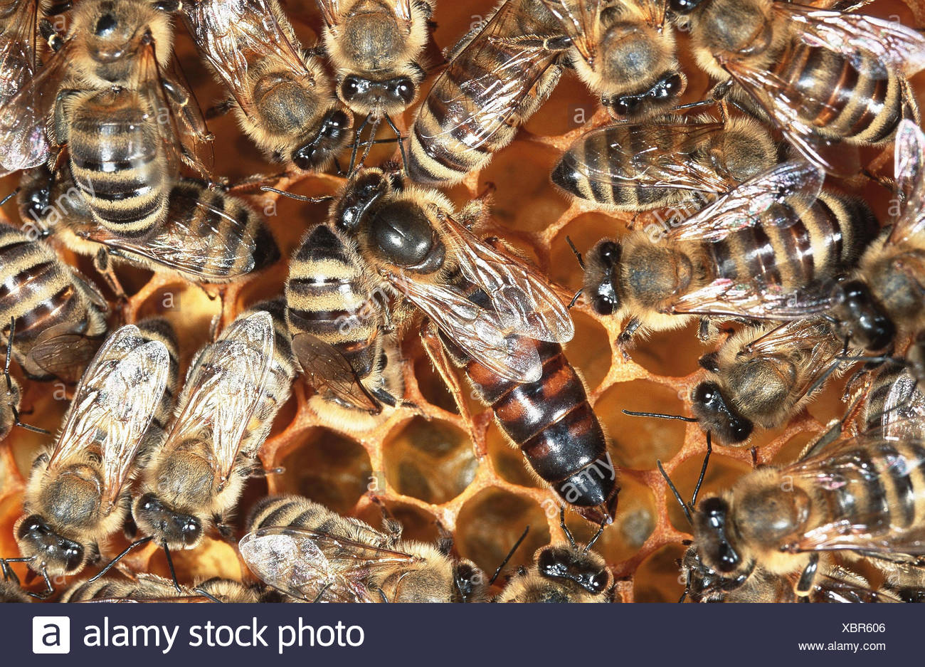 The Queen Bee Stockfotos und -bilder Kaufen - Alamy