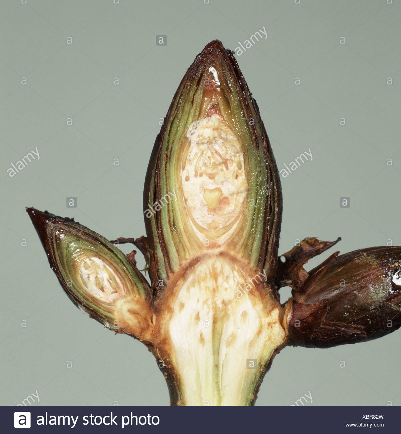 Cross Section Cut Tree Showing Stockfotos und -bilder Kaufen - Alamy