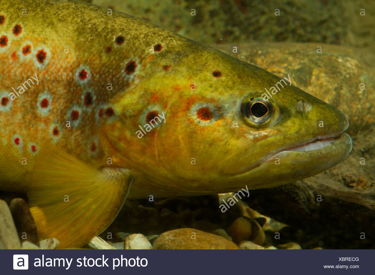 Wild Brown Trouts Stockfotos und -bilder Kaufen - Alamy