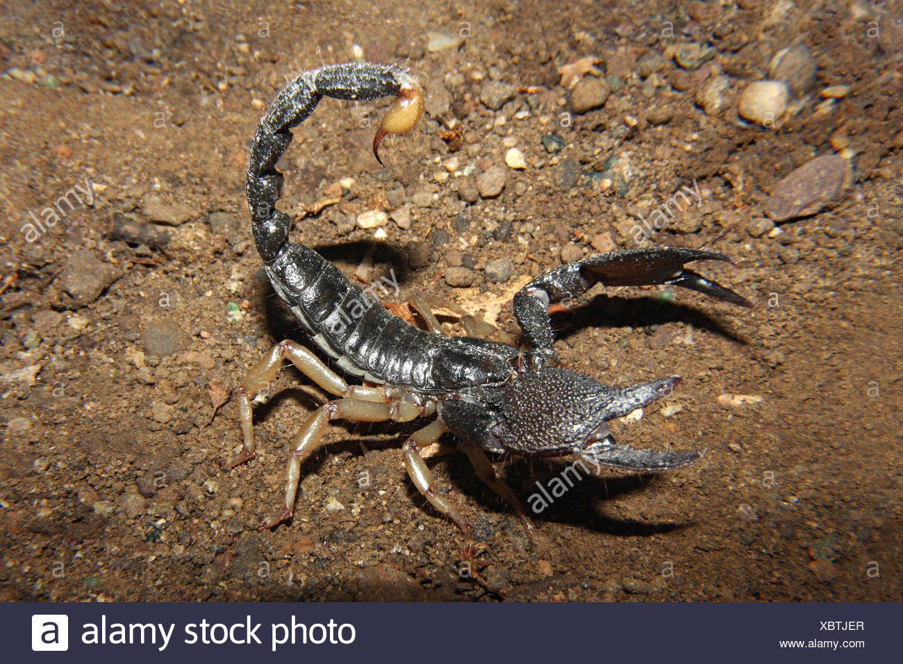 Schwarzer Thaiskorpion Stockfotos und -bilder Kaufen - Alamy