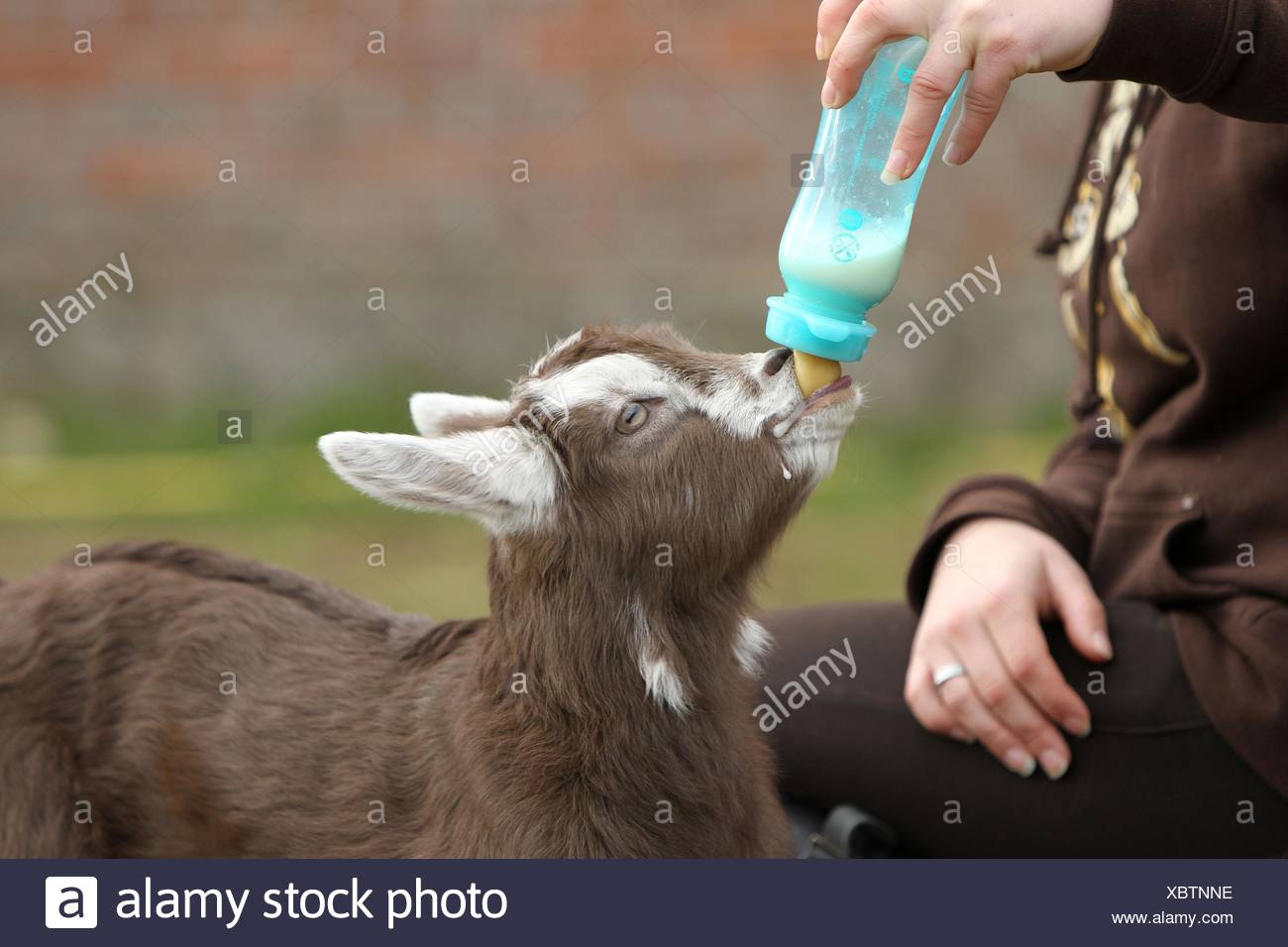 Kopf Der Ziege Stockfotos und -bilder Kaufen - Alamy
