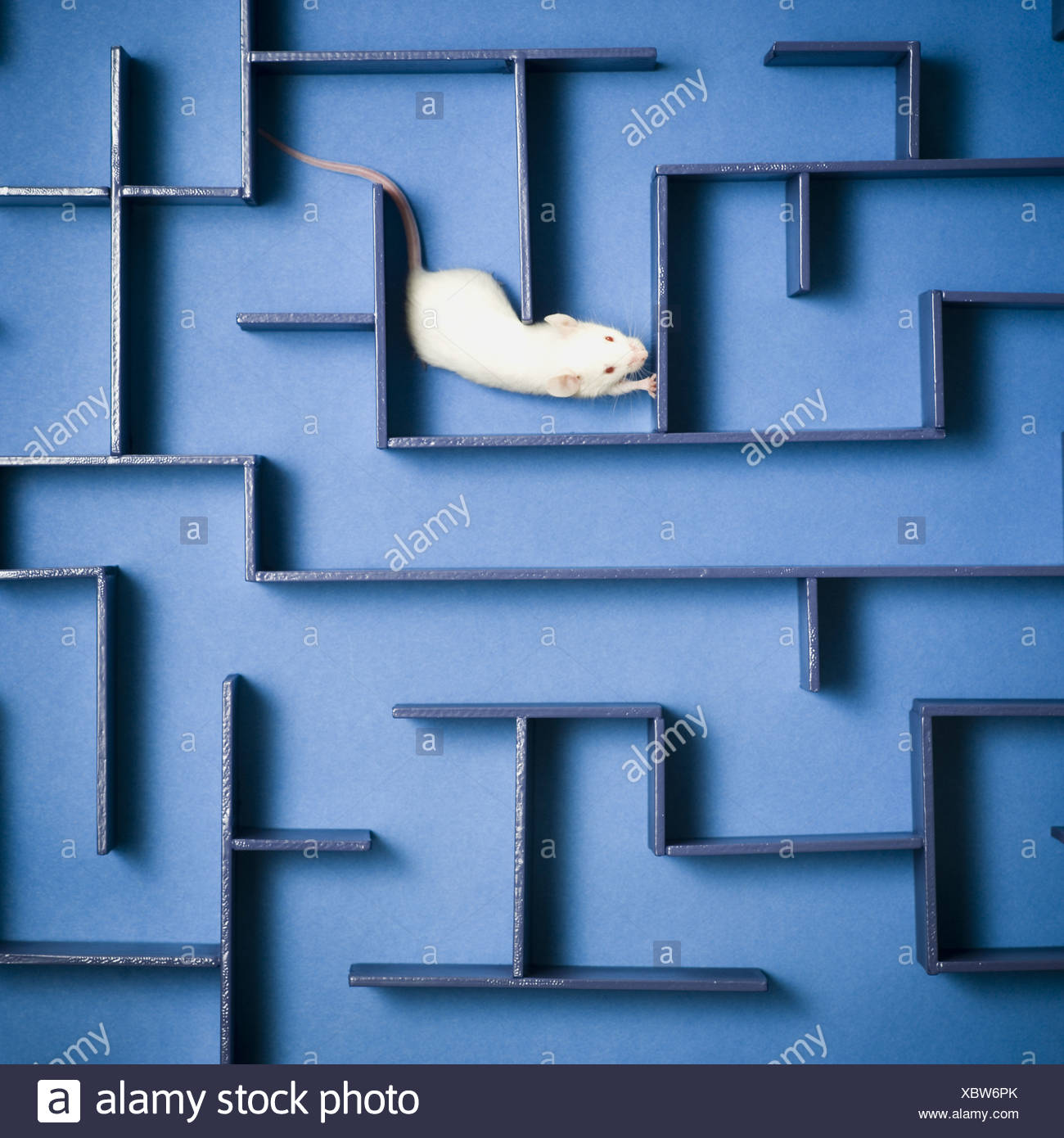 Mouse Maze Stockfotos & Mouse Maze Bilder - Alamy