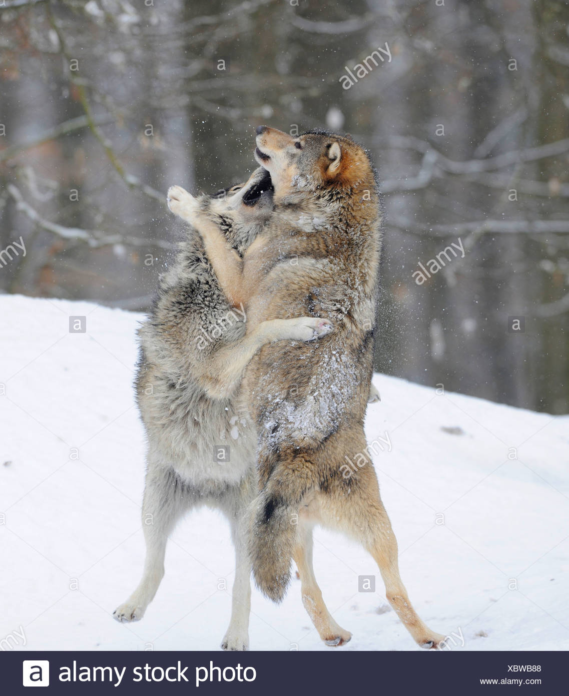 Zwei Wölfe Kämpfen Stockfotos & Zwei Wölfe Kämpfen Bilder - Alamy