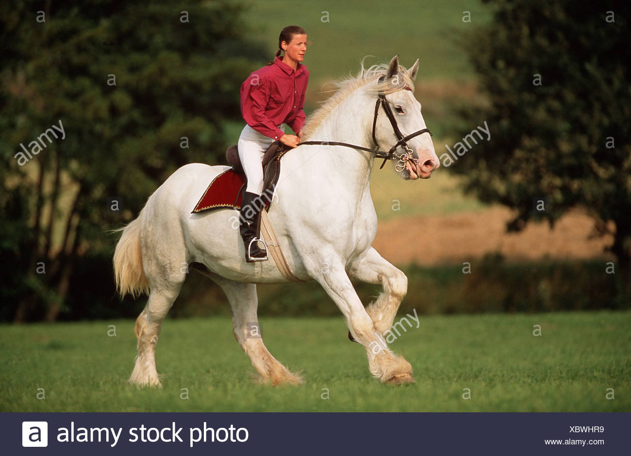 Shire Horse Ride Stockfotos und -bilder Kaufen - Alamy
