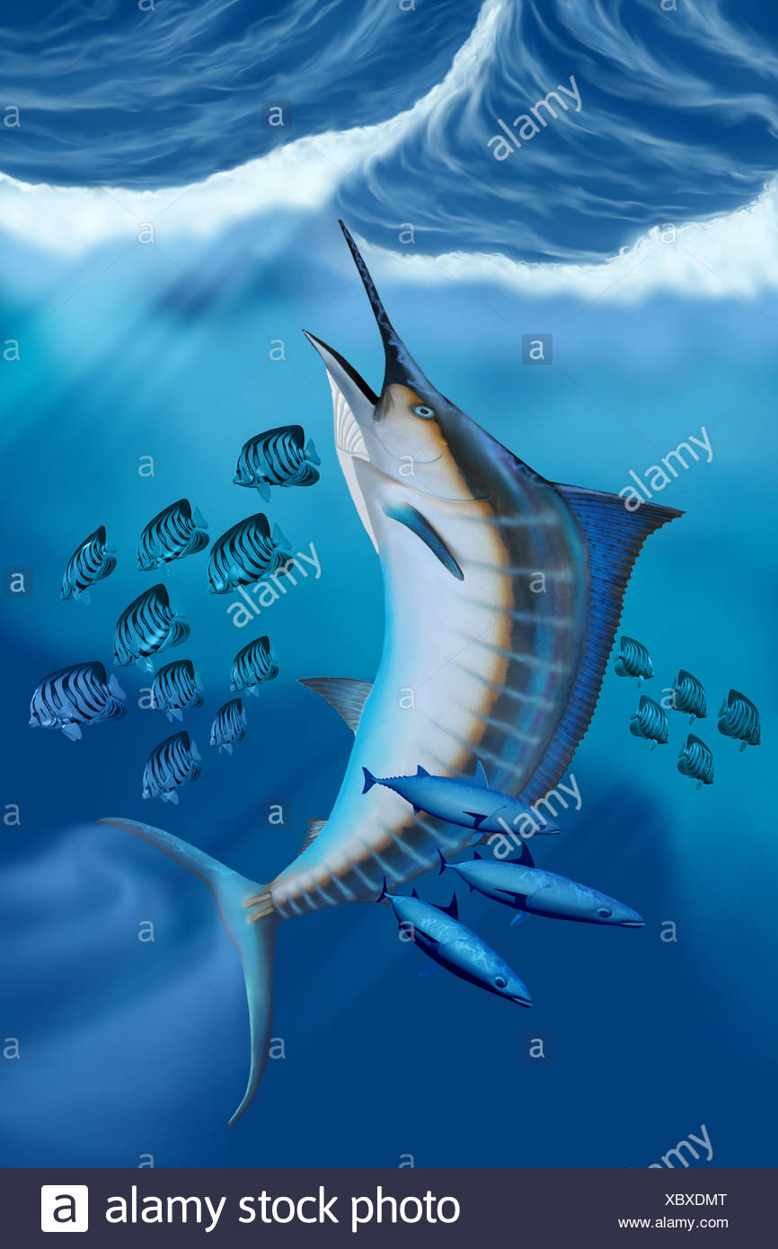 Illustration Marlin Fish Water Stockfotos und -bilder Kaufen - Alamy