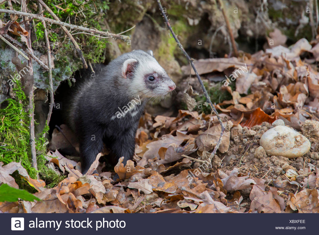Tier Tiere Saeugetier Saeugetiere Iltis Stockfotos & Tier Tiere ...