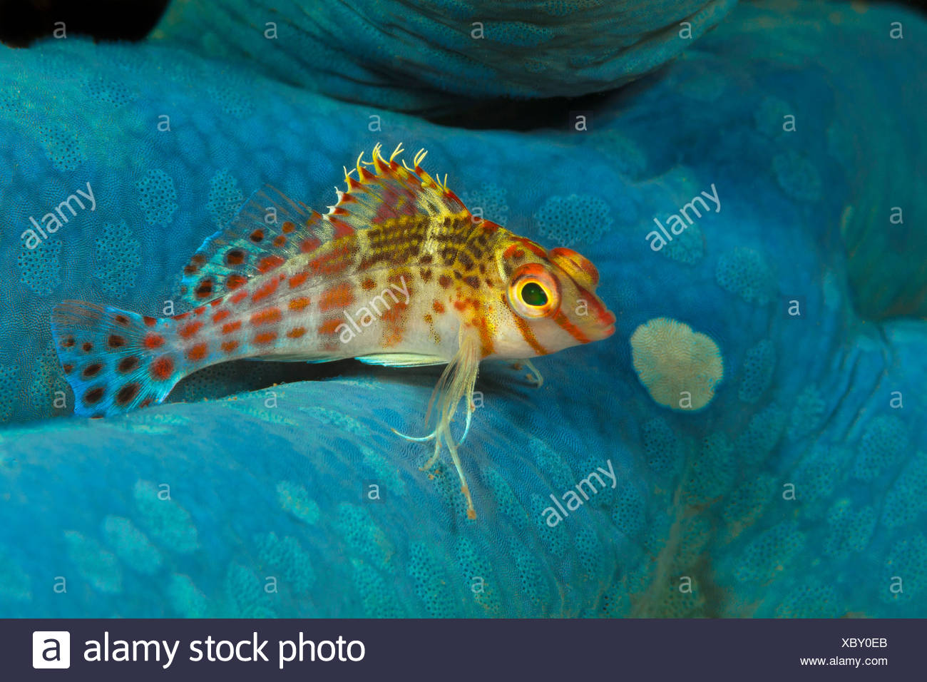 Sterne Fische Stockfotos und -bilder Kaufen - Alamy