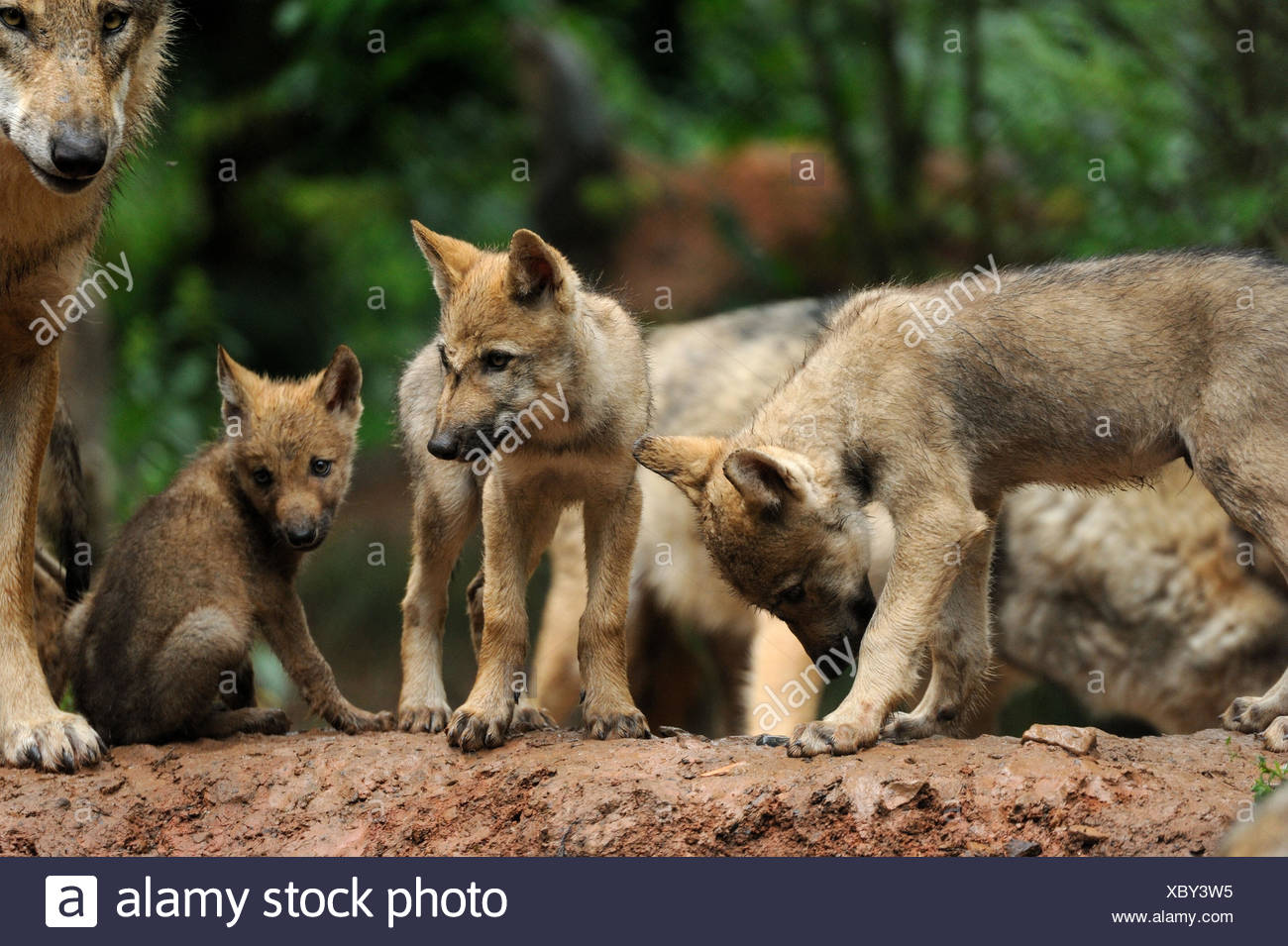 Junge Wölfe Stockfotos und -bilder Kaufen - Alamy