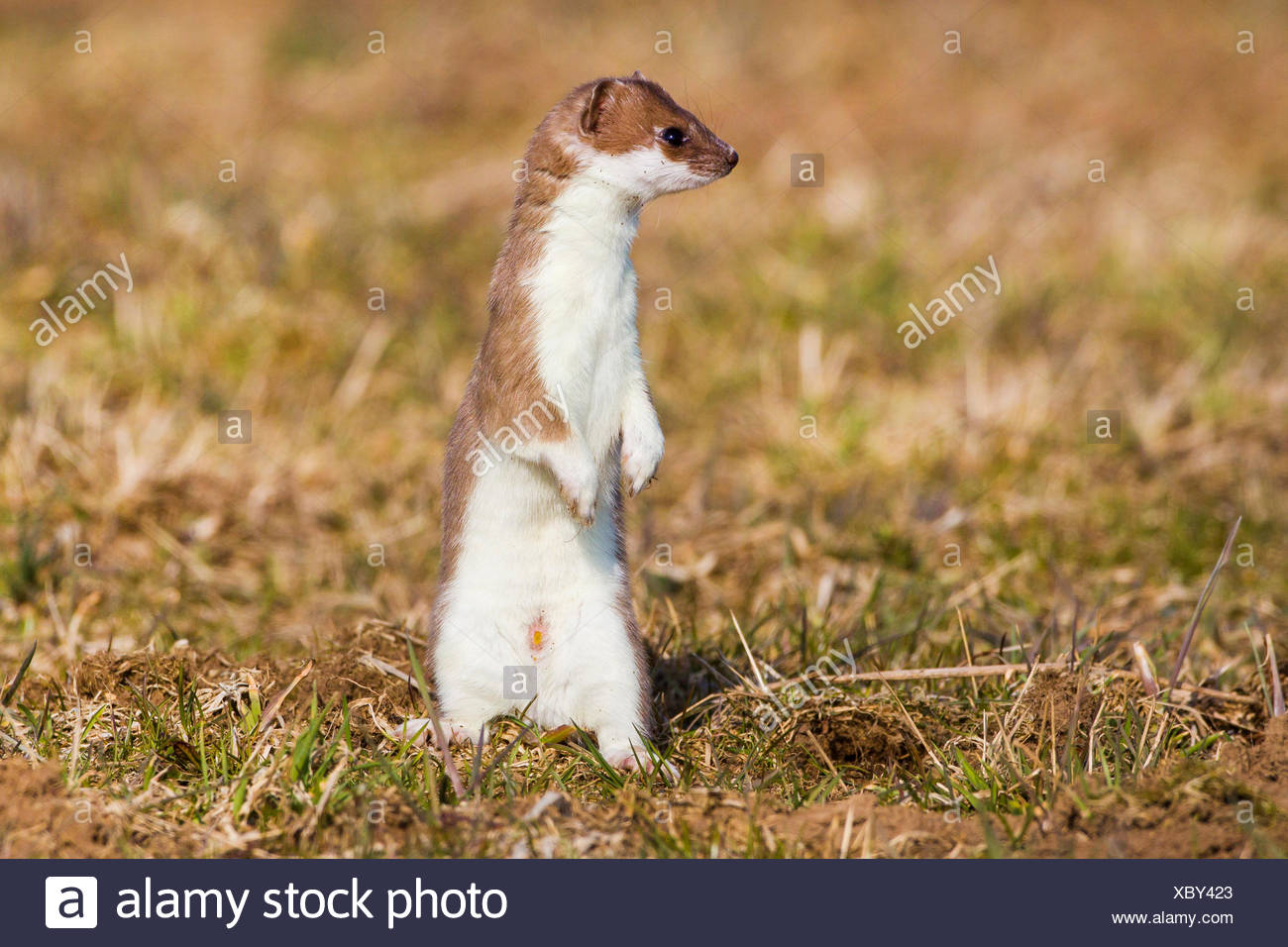 Grosses Wiesel Stockfotos & Grosses Wiesel Bilder - Alamy