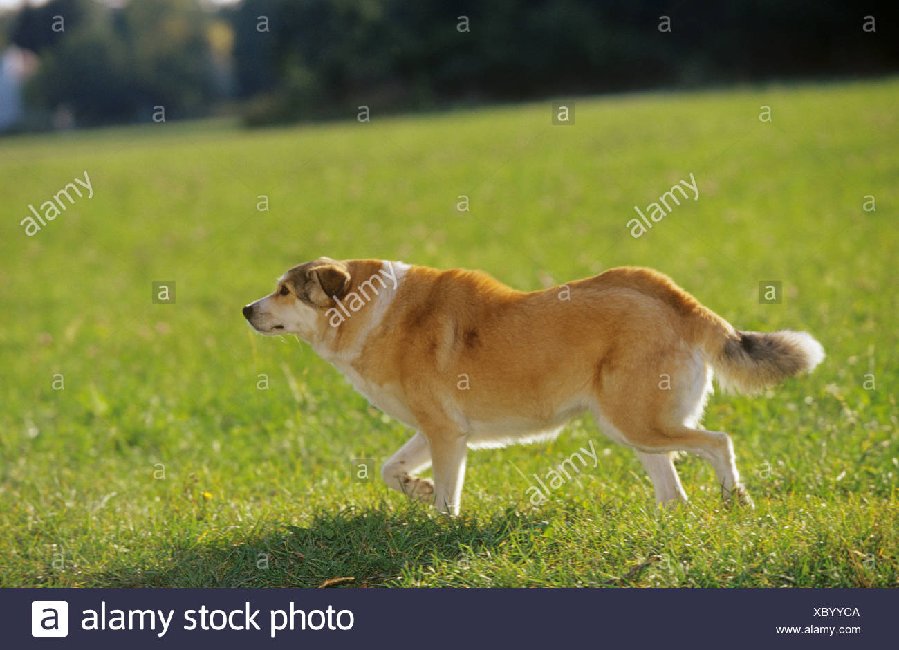 Drohender Hund Stockfotos & Drohender Hund Bilder - Alamy