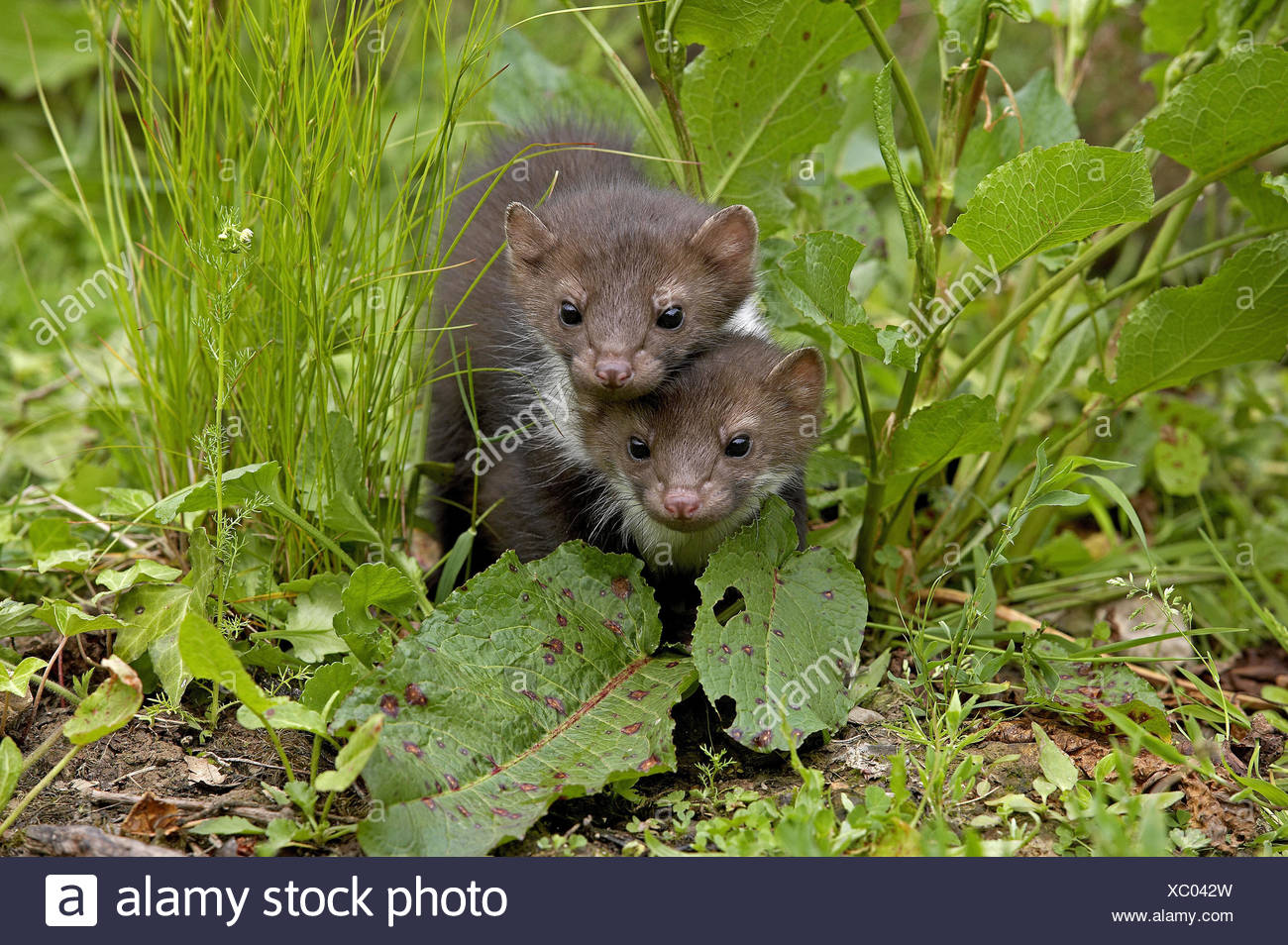 Haus Marder Stockfotos und -bilder Kaufen - Alamy
