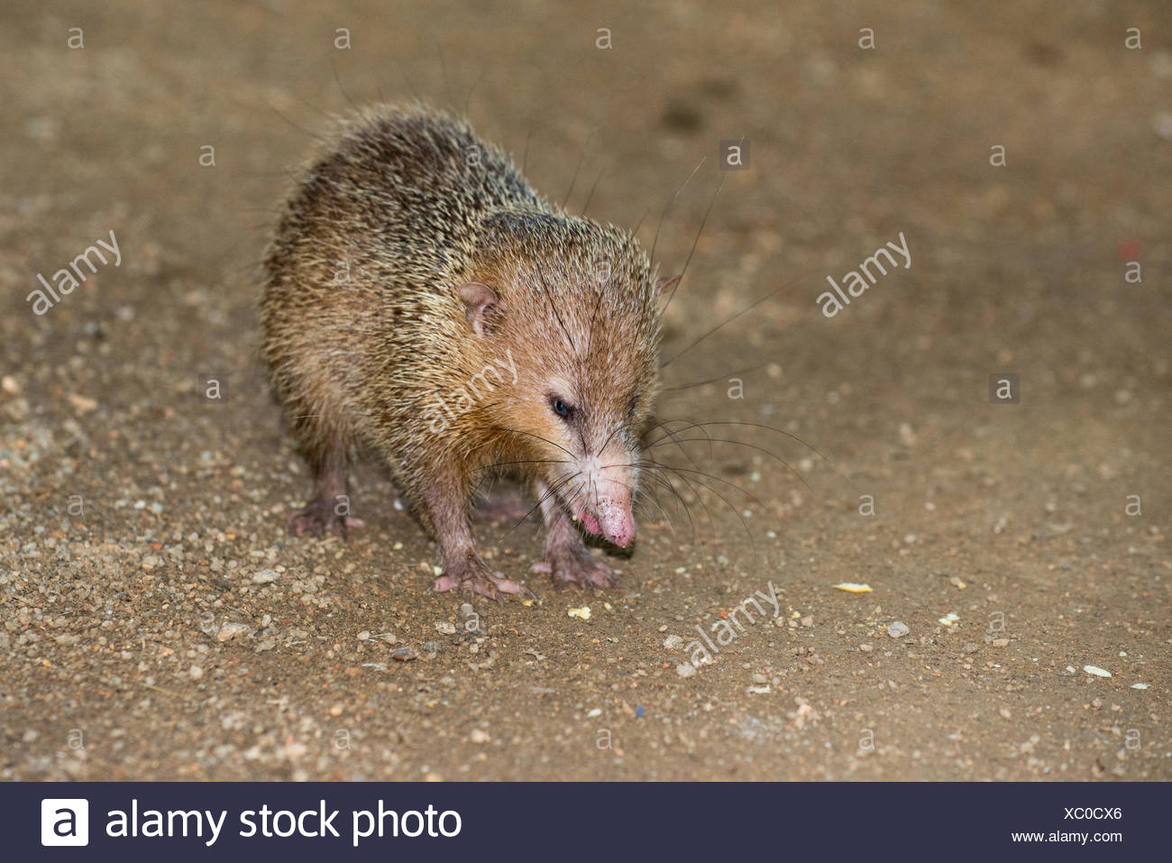 Tenrec Ecaudatus Stockfotos und -bilder Kaufen - Alamy