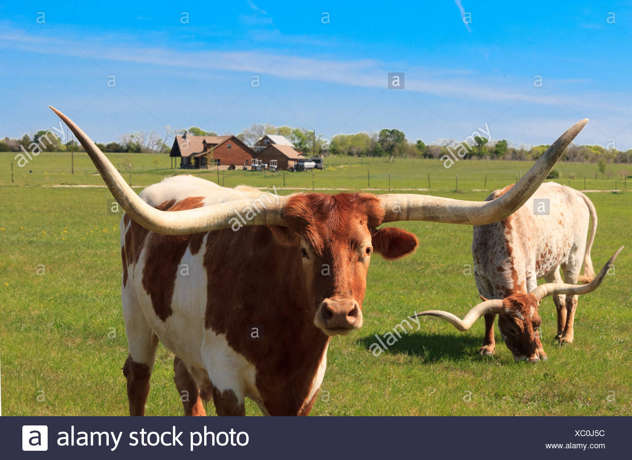 Texas Longhorn Animal Cow Stockfotos und -bilder Kaufen - Alamy