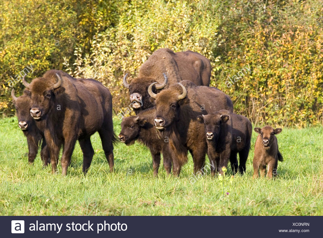 Largest Bovids Stockfotos und -bilder Kaufen - Alamy