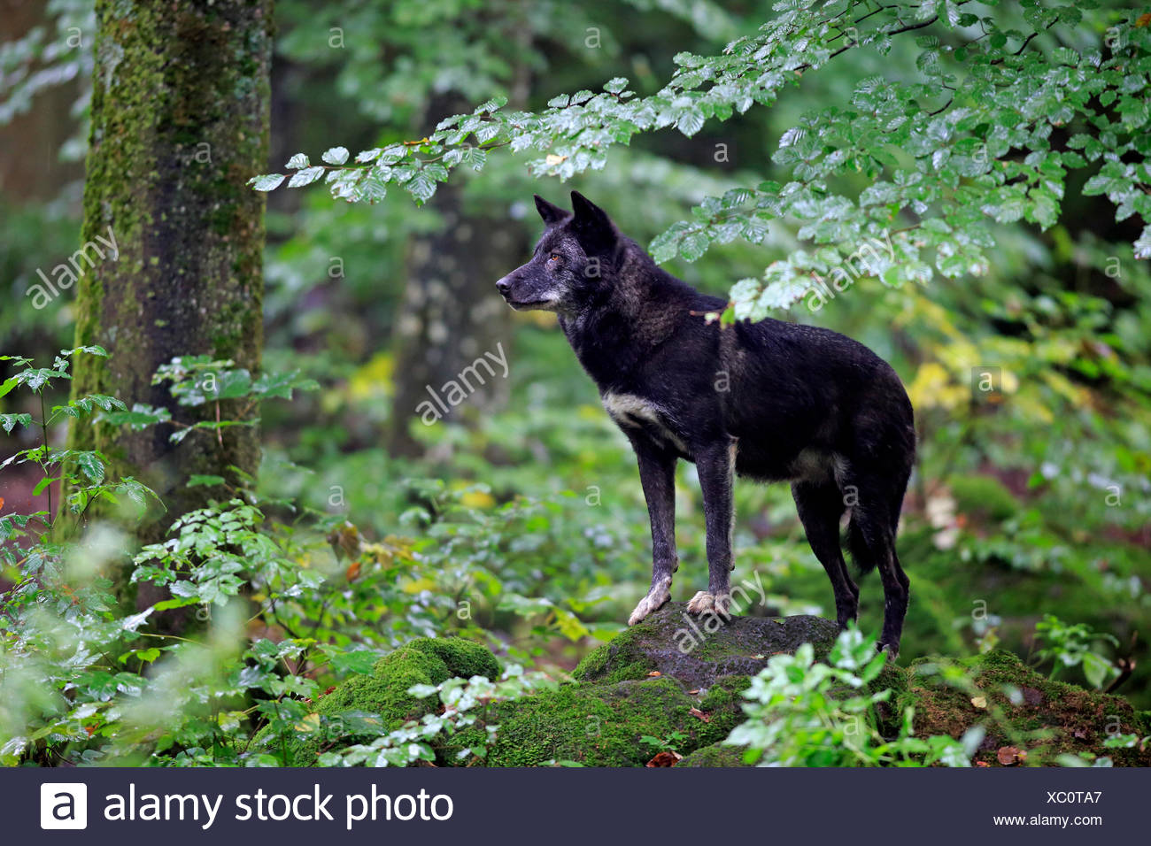 Wolf Timberwolf Tierbild Stockfotos und -bilder Kaufen - Alamy