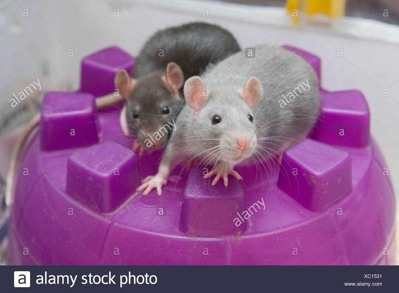 Gewöhnliche Braune Ratten Stockfotos & Gewöhnliche Braune Ratten Bilder ...