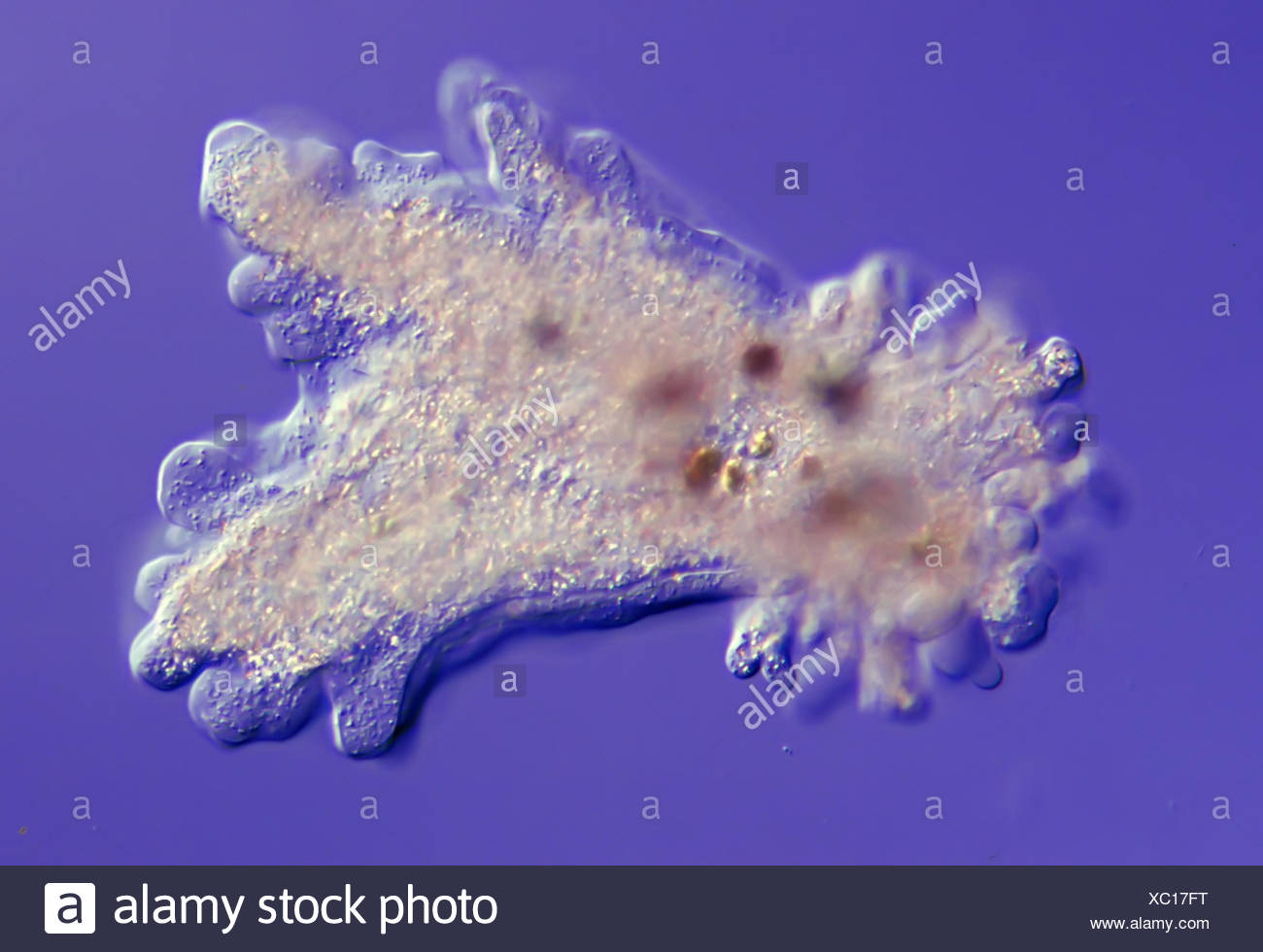 Protozoan Amoeba Stockfotos und -bilder Kaufen - Alamy