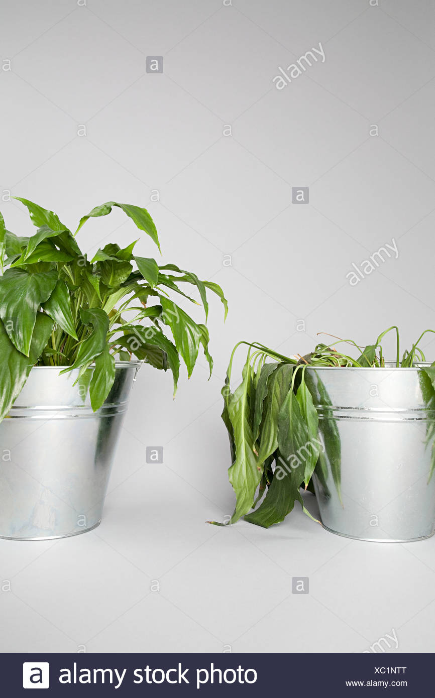 Dying Plant Pot Stockfotos und -bilder Kaufen - Alamy