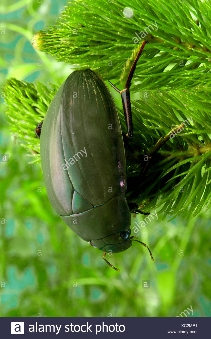 Großer Kolbenwasserkäfer Stockfotos und -bilder Kaufen - Alamy