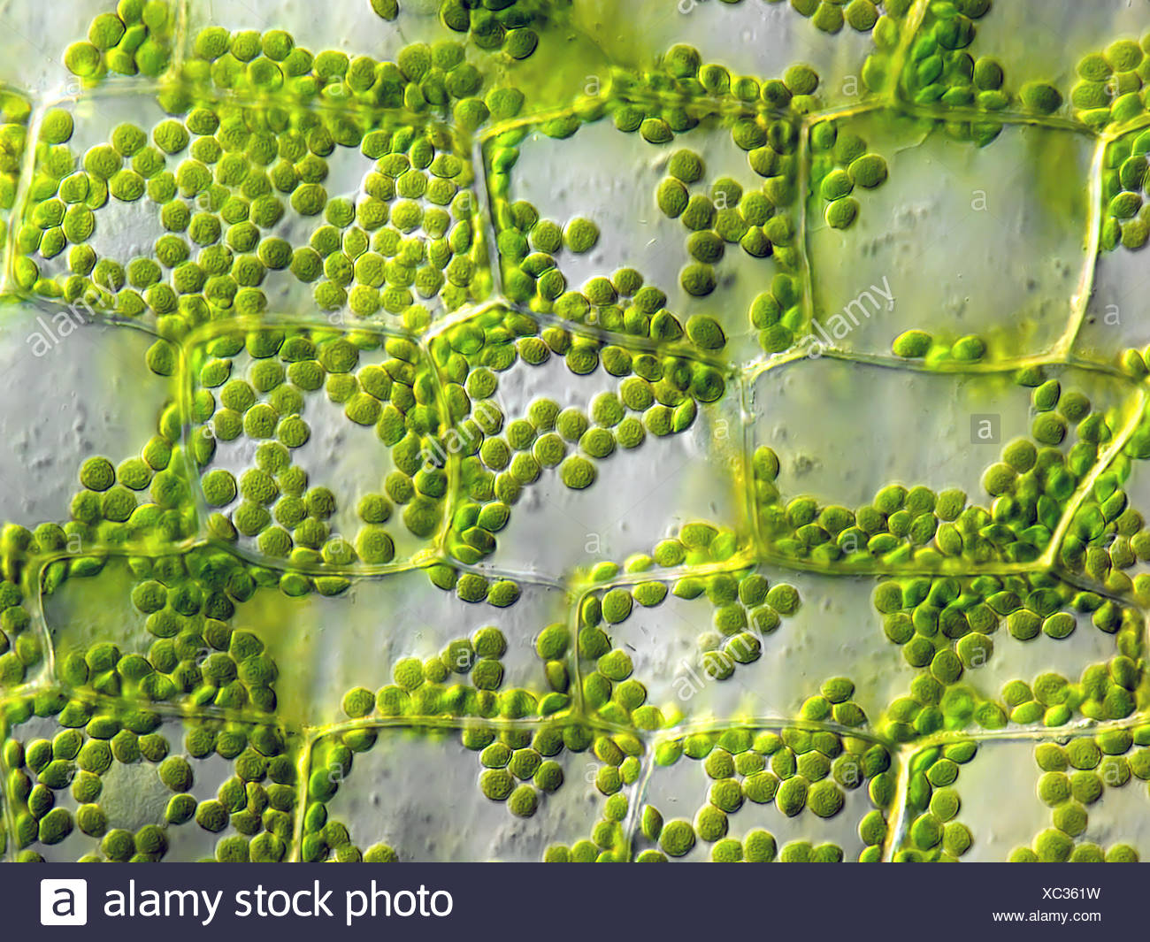 Chlorophyll Microscope Stockfotos & Chlorophyll Microscope Bilder ...