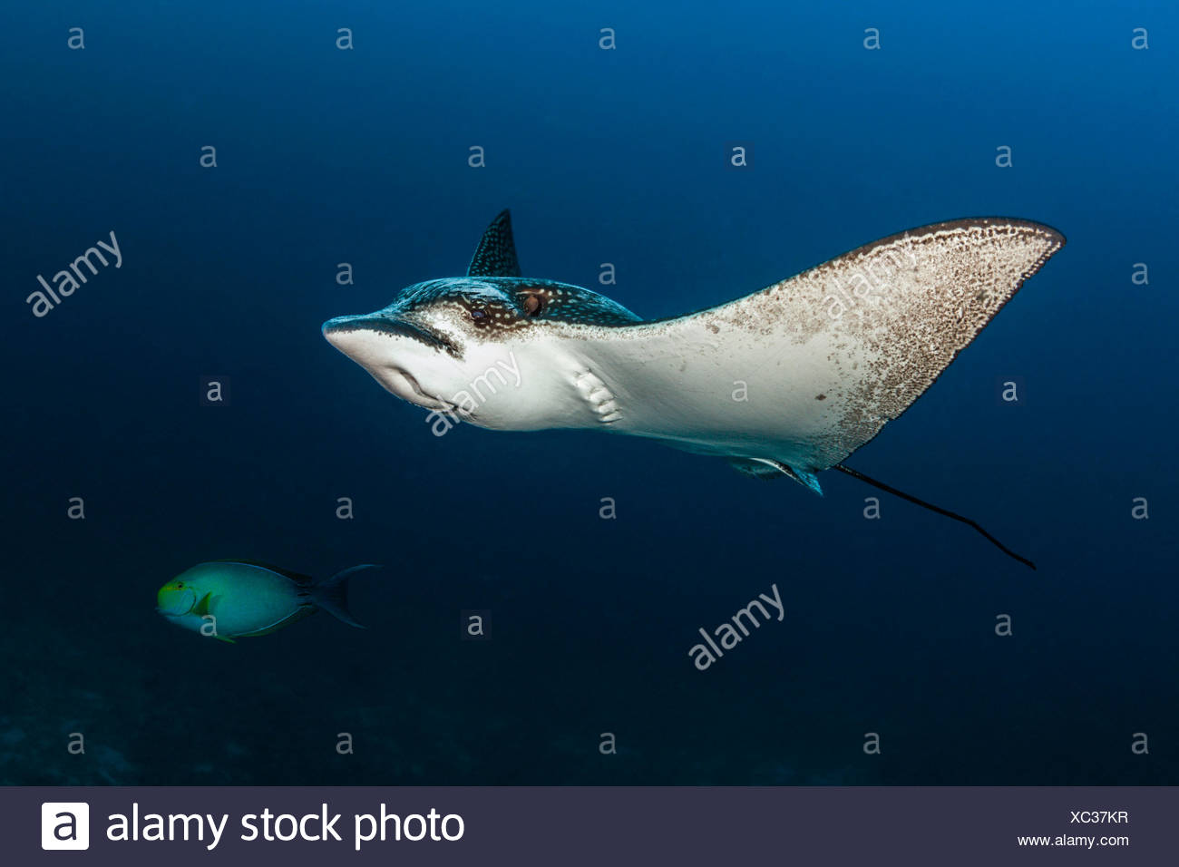 Gefleckter Adlerrochen Aetobatus Narinari Stockfotos und -bilder Kaufen ...