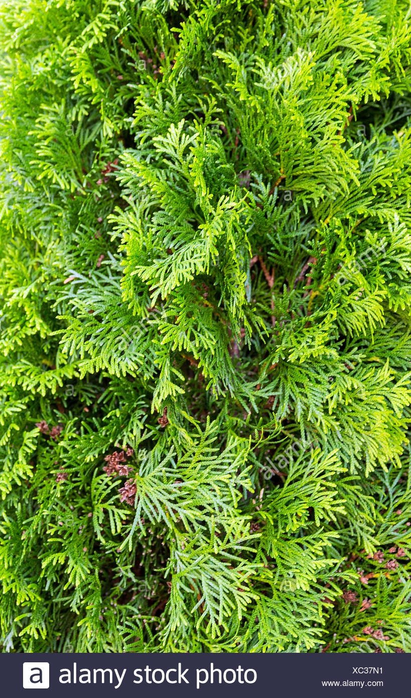 Thuja Hecke Stockfotos & Thuja Hecke Bilder - Alamy