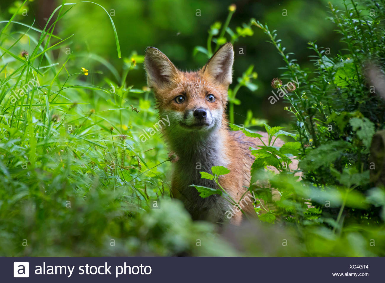 Fuchs Füchse Stockfotos & Fuchs Füchse Bilder - Alamy