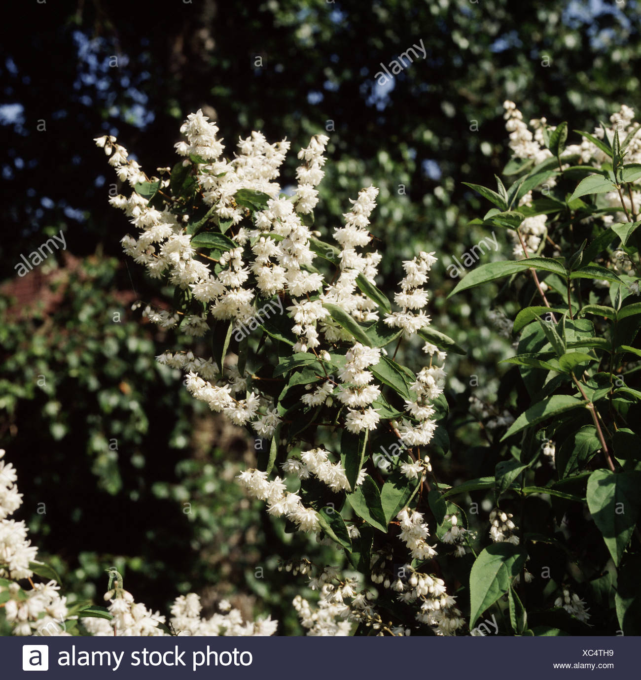 White Flowering Deutzia Shrub Stockfotos und -bilder Kaufen - Alamy