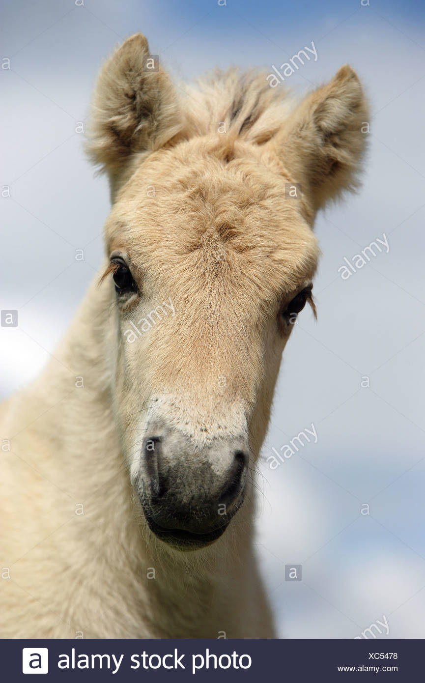 Norweger Fohlen Foal Stockfotos & Norweger Fohlen Foal Bilder - Alamy