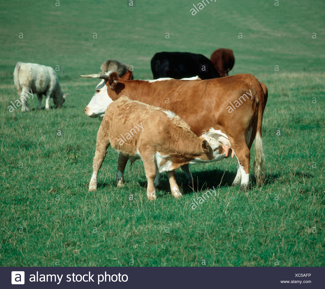 Simmental Kuh Stockfotos & Simmental Kuh Bilder - Alamy