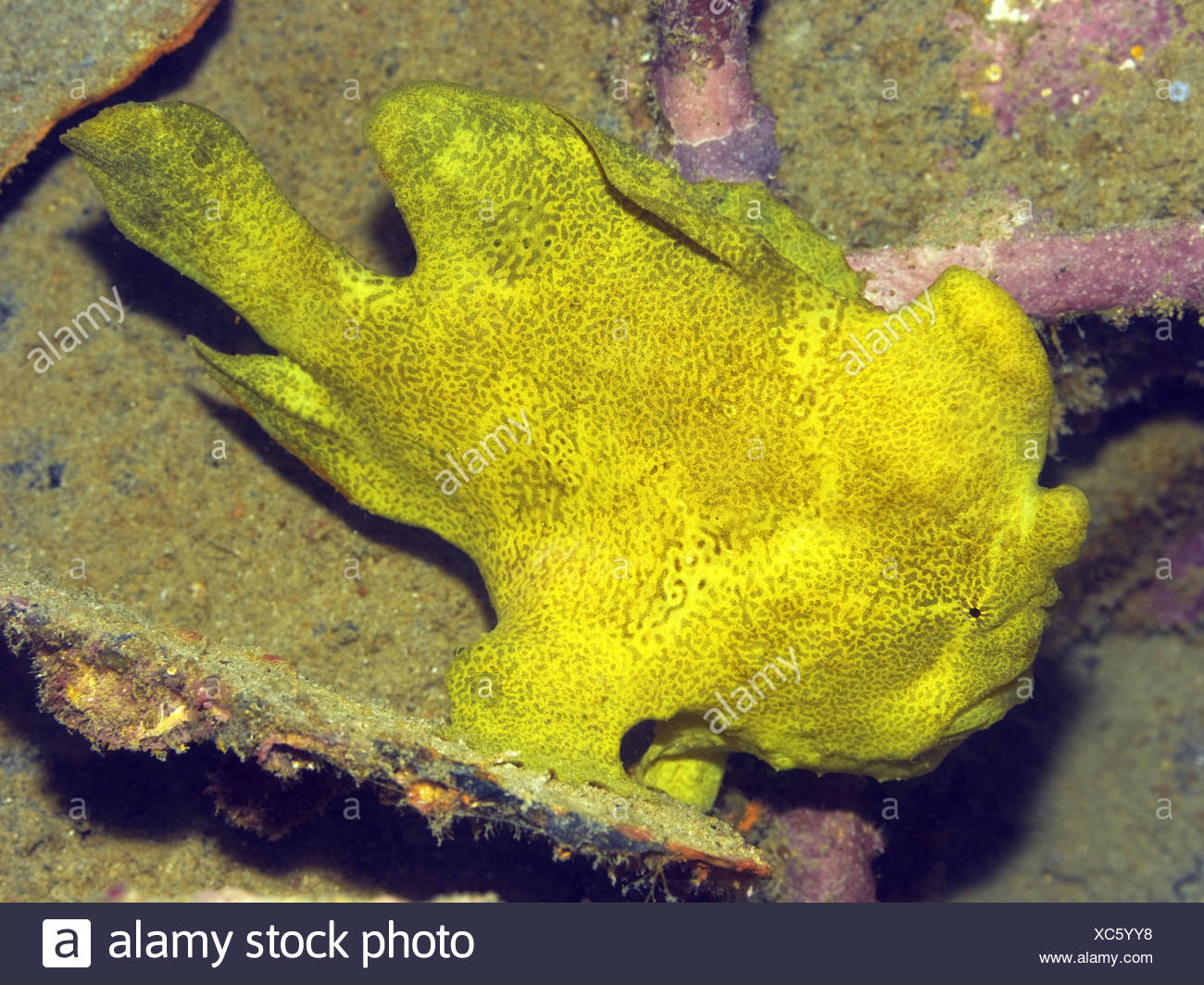 Tiefsee Anglerfisch Stockfotos und -bilder Kaufen - Alamy
