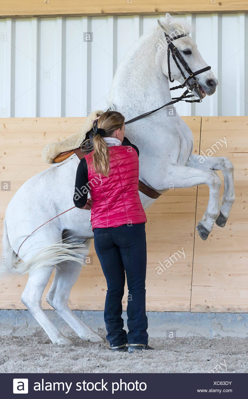 White Horse Rearing Rider Stockfotos und -bilder Kaufen - Alamy