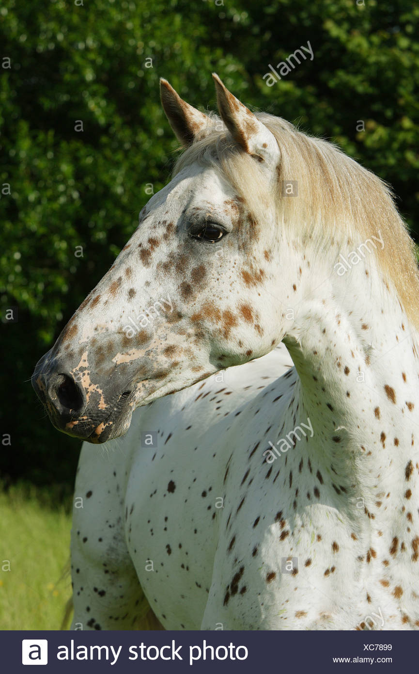 Knabstrupper Pferd Stockfotos und -bilder Kaufen - Alamy