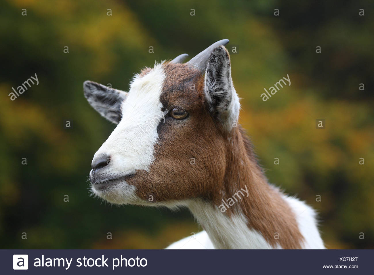 Cloven Hoofed Animals Stockfotos und -bilder Kaufen - Alamy