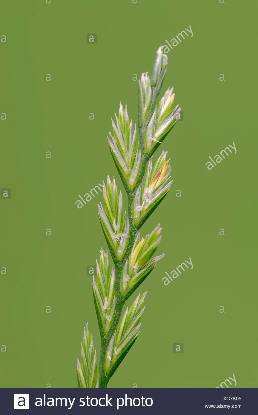 Deutsches Weidelgras Stockfotos und -bilder Kaufen - Alamy