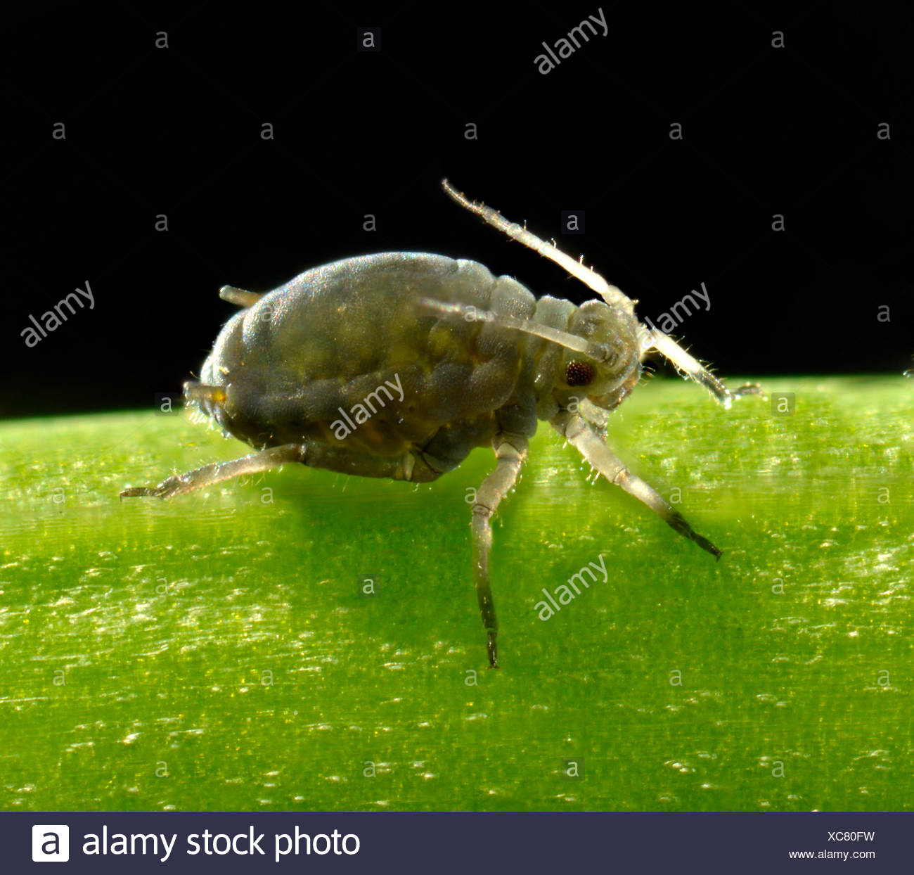 Blattlaus Schwarz Stockfotos und -bilder Kaufen - Alamy