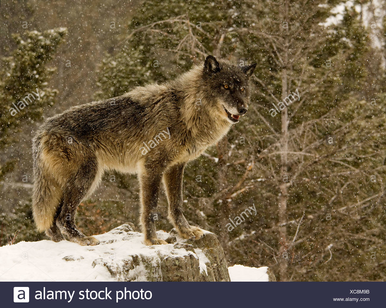 Wolf Timberwolf Tierbild Stockfotos und -bilder Kaufen - Alamy