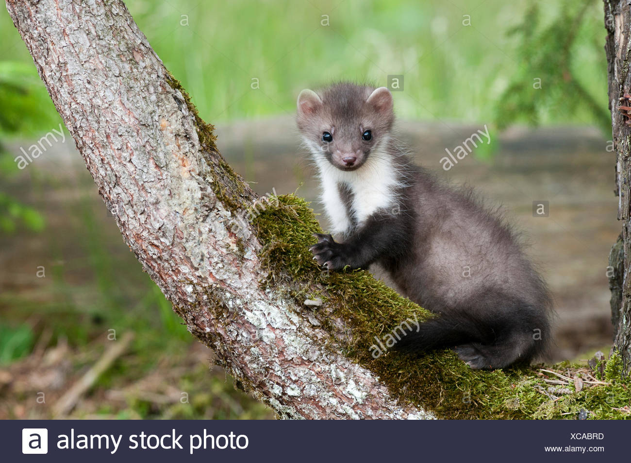 1 Tier Tiere Tier Österreichische Buche Marder Buche Marder Canoidea ...