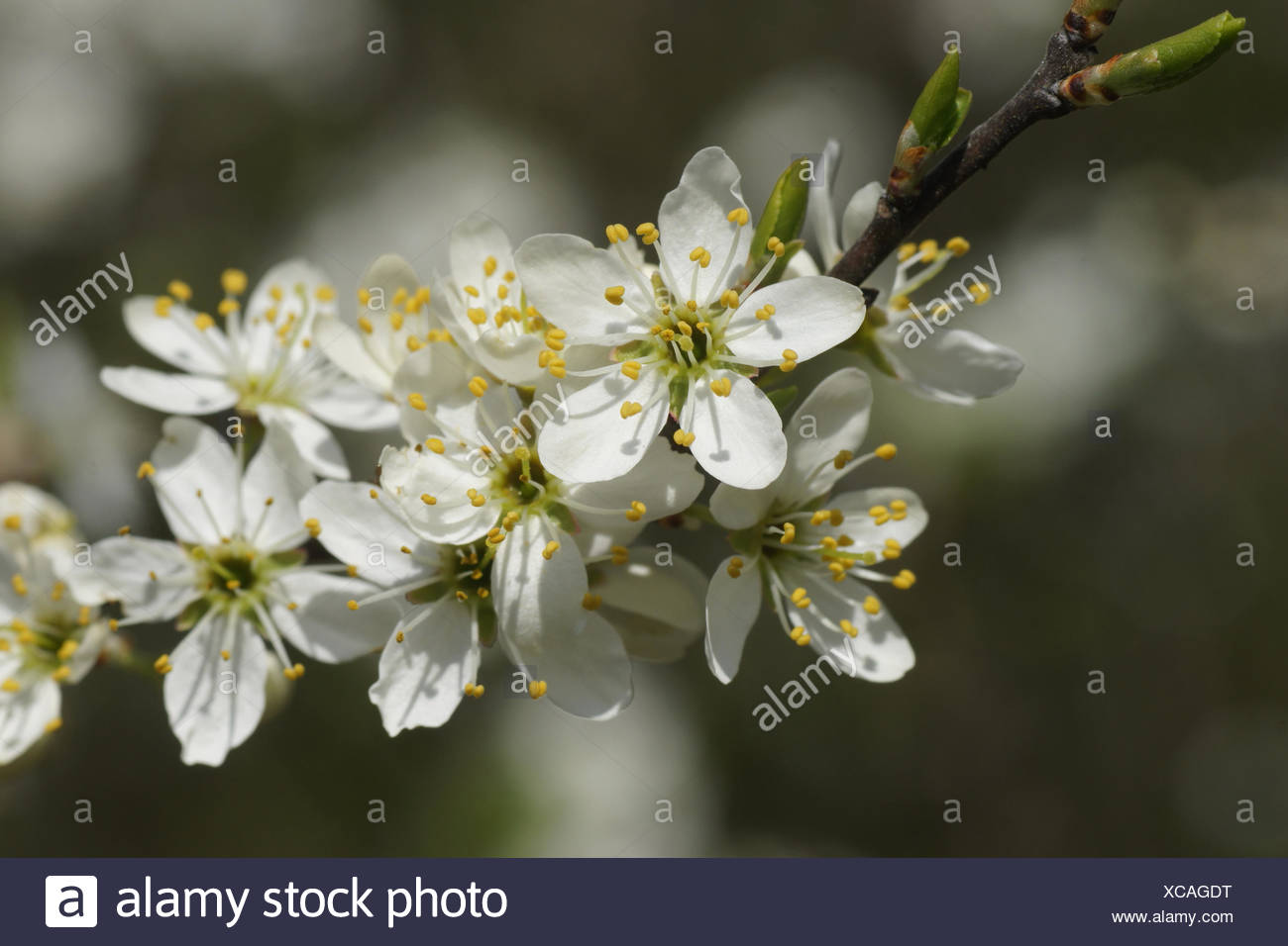 Wild Plum Tree Fruit Stockfotos und -bilder Kaufen - Alamy