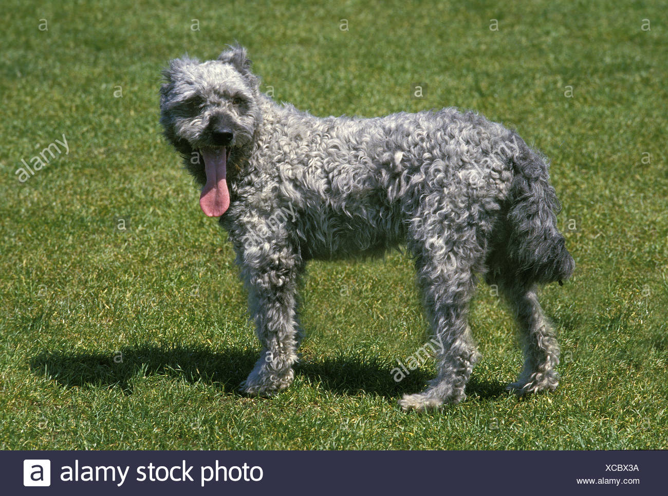 Ungarischer Pumi Hund Stockfotos & Ungarischer Pumi Hund Bilder - Alamy