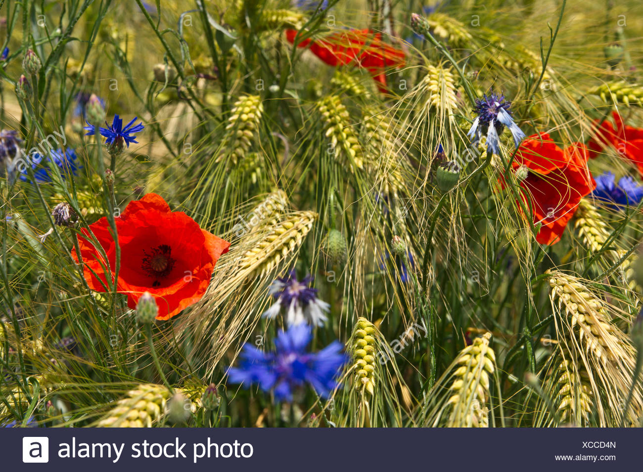 Feld Mohn Stockfotos und -bilder Kaufen - Alamy