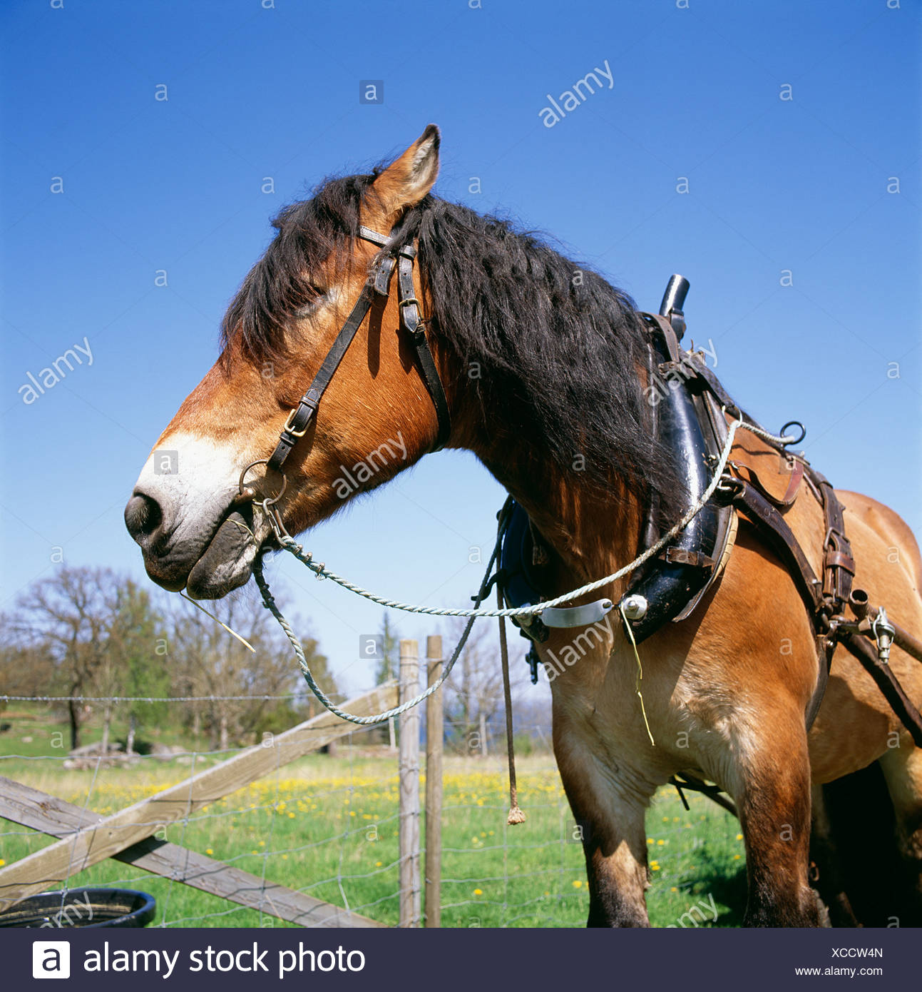 Pferde Ranch Stockfotos und -bilder Kaufen - Alamy