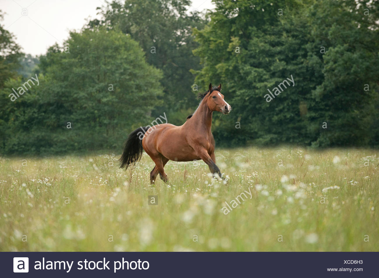 Hanoverian Horse Galloping Stockfotos und -bilder Kaufen - Alamy