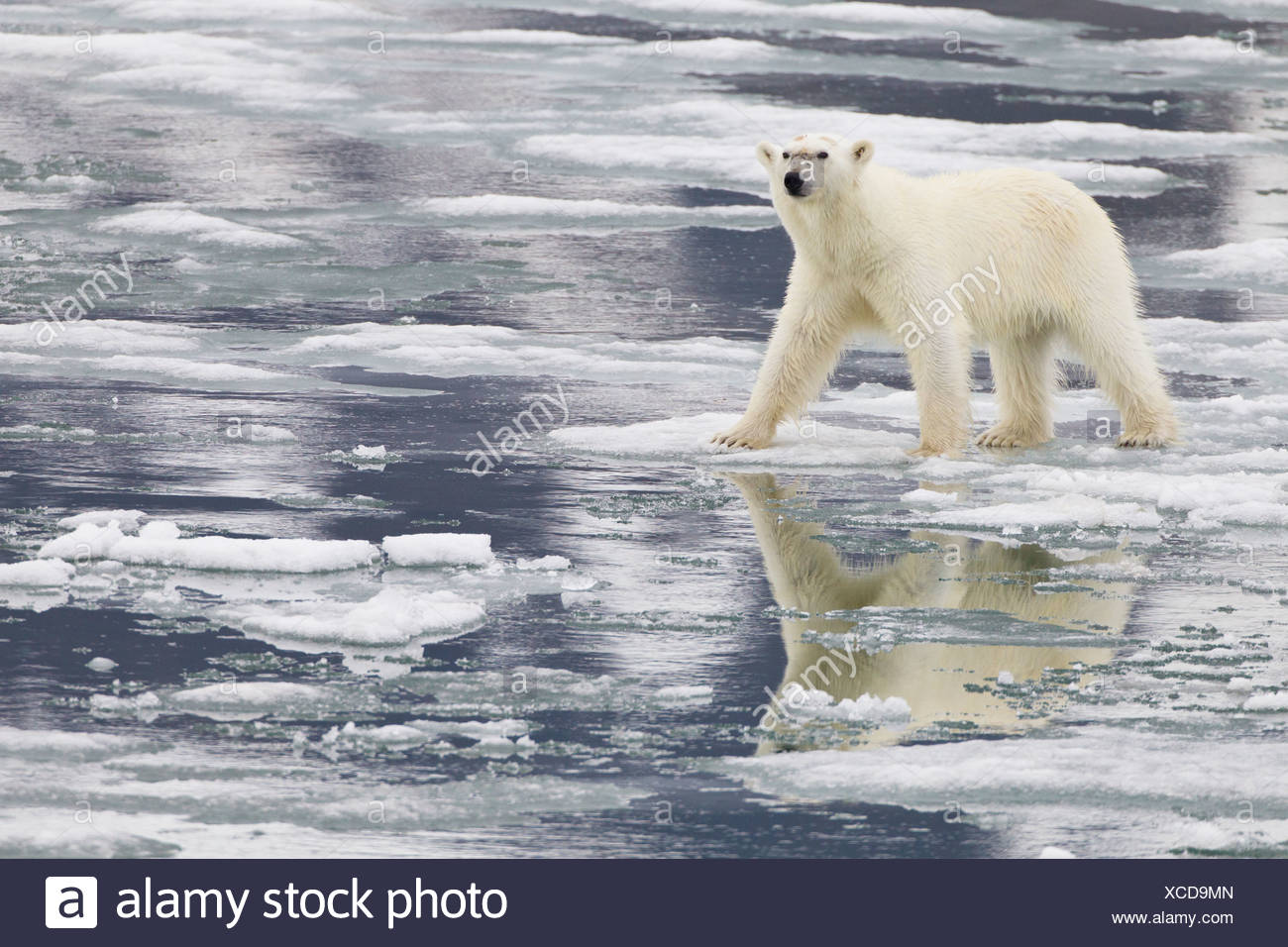 Eisbär Auf Eis Stockfotos und -bilder Kaufen - Alamy