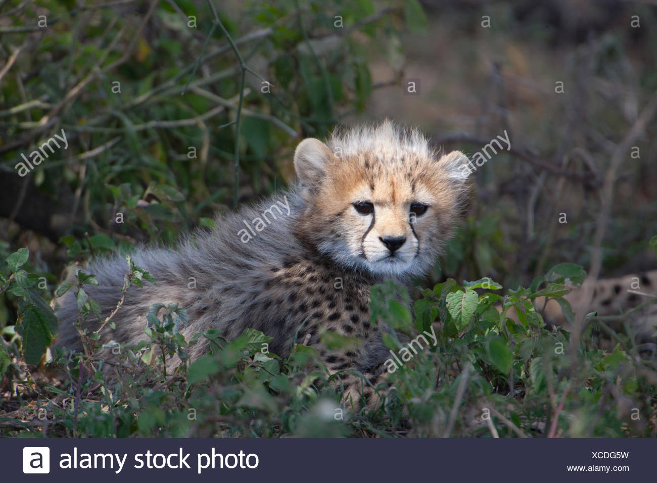 Cheetah Acinonyx Jubatus Gepard Baby Stockfotos und -bilder Kaufen - Alamy