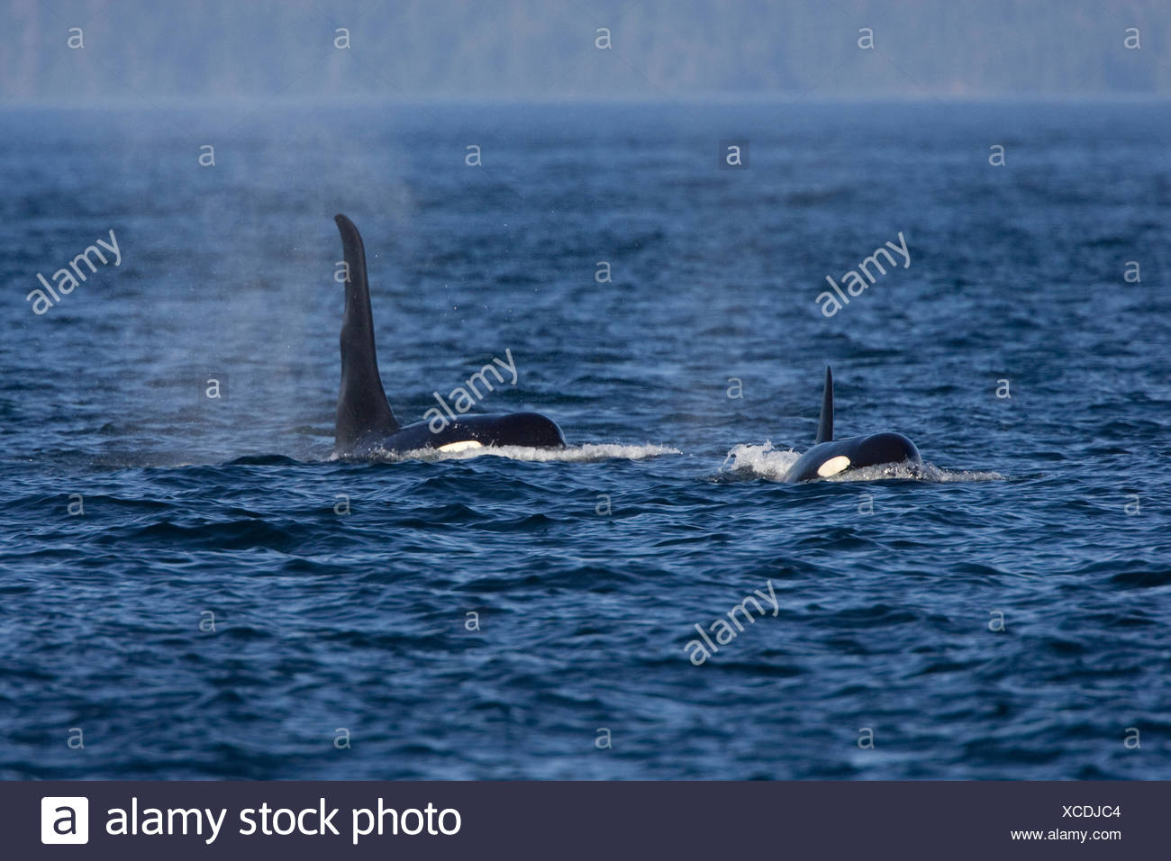 Black Orca Stockfotos & Black Orca Bilder - Alamy