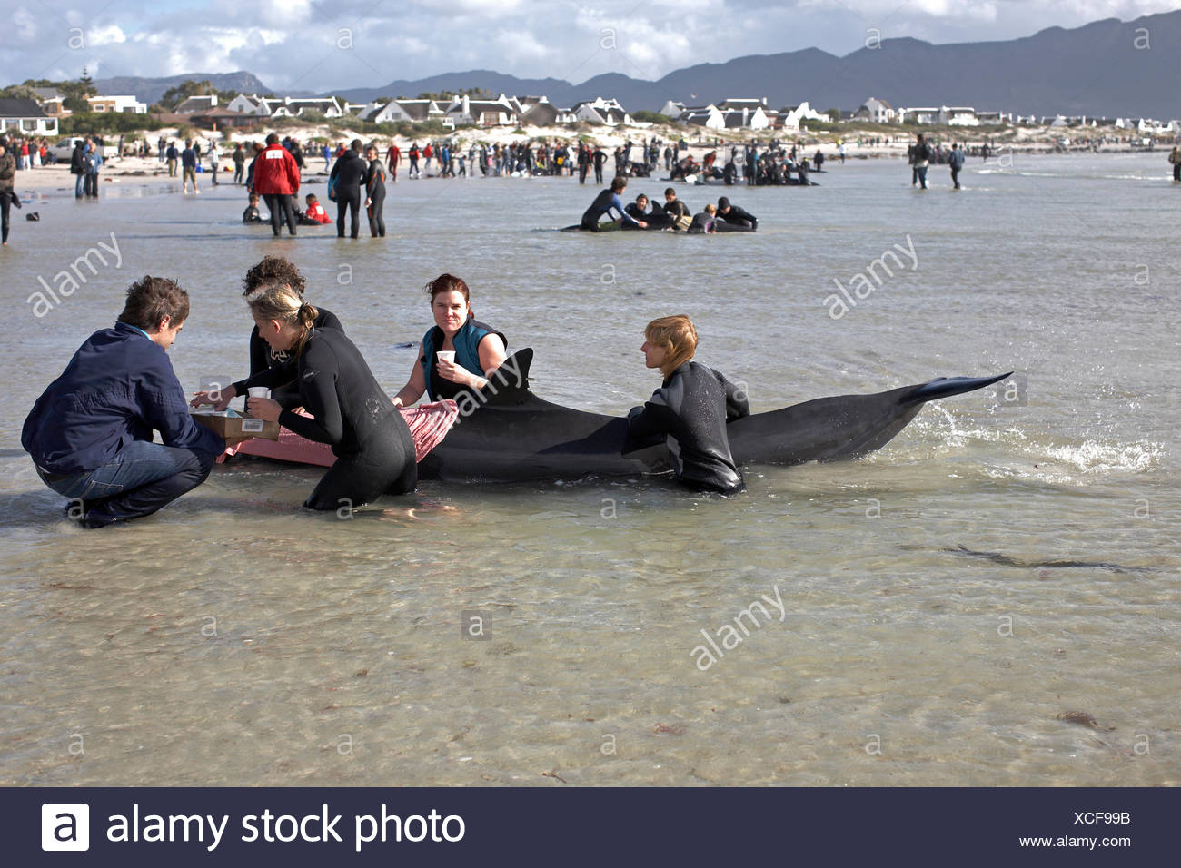 Beached Whale Stockfotos und -bilder Kaufen - Alamy