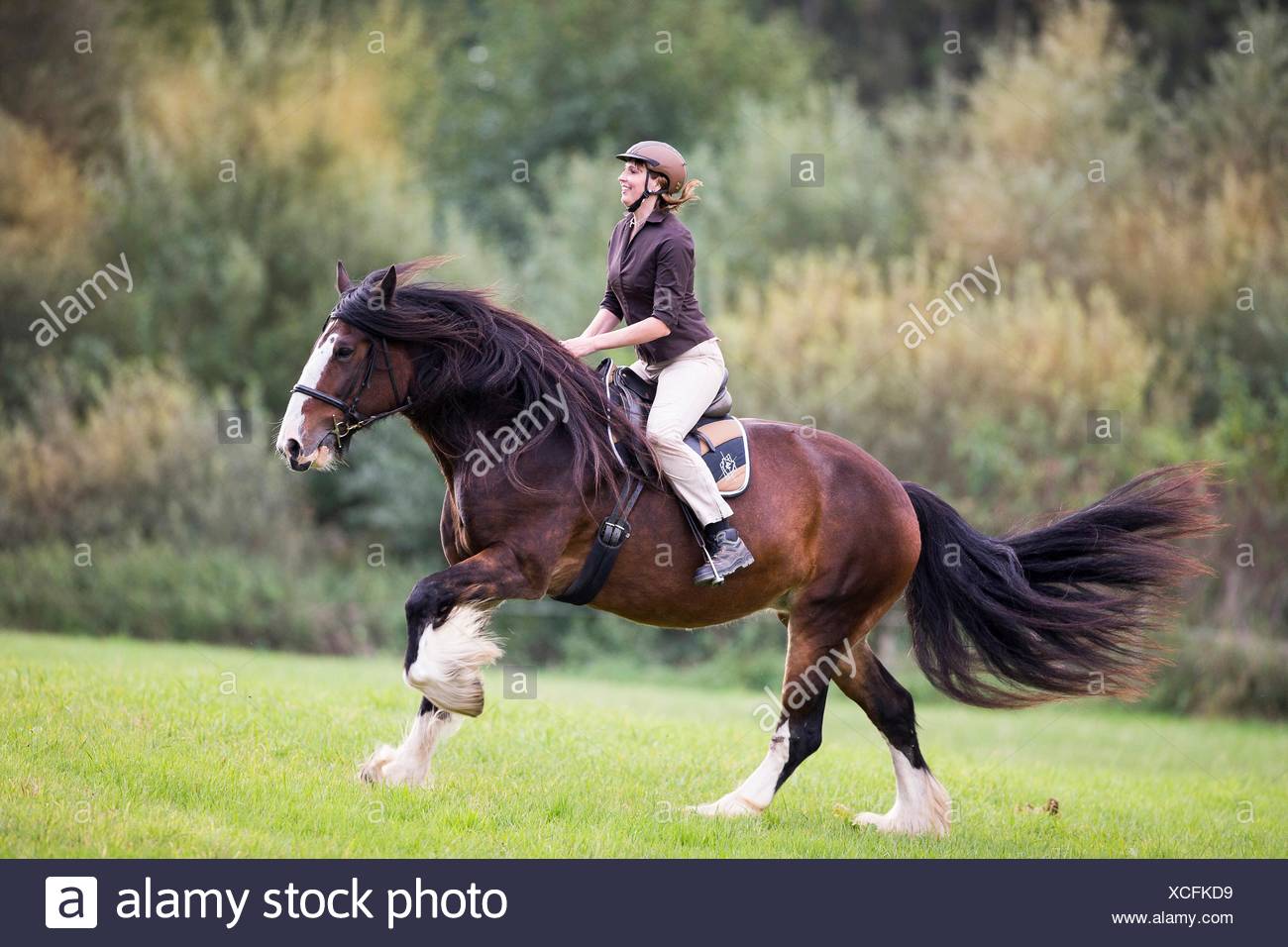 Bay Shire Cross Stockfotos und -bilder Kaufen - Alamy