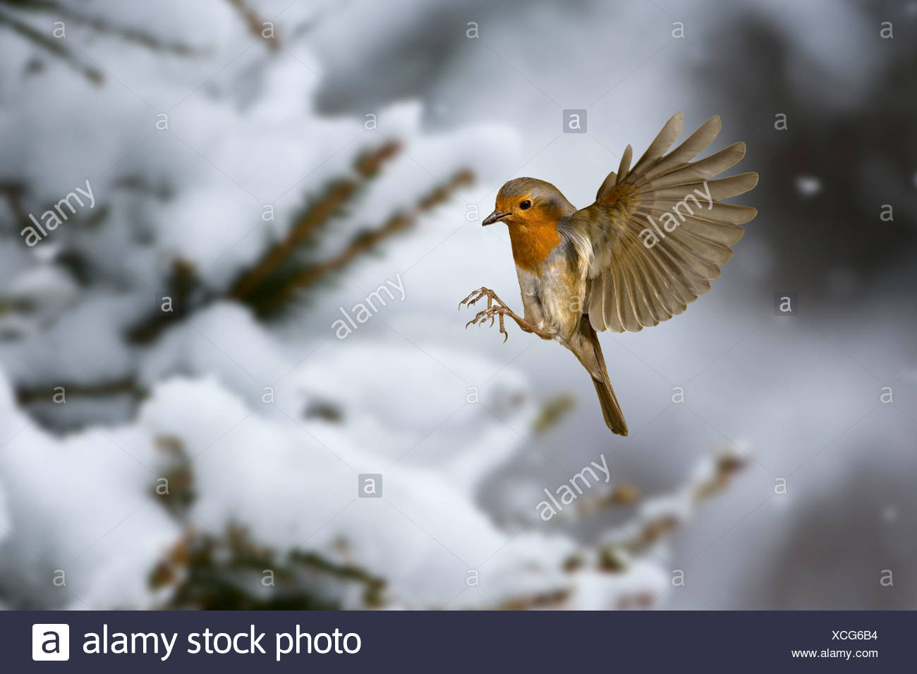 Robin Flying Stockfotos & Robin Flying Bilder - Alamy