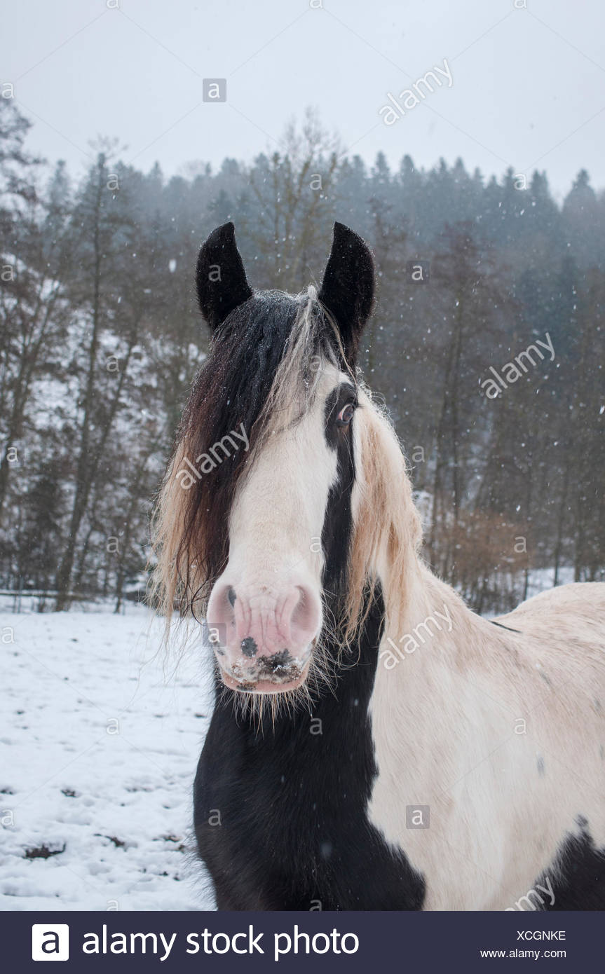 Tinker Pferde Stockfotos und -bilder Kaufen - Alamy